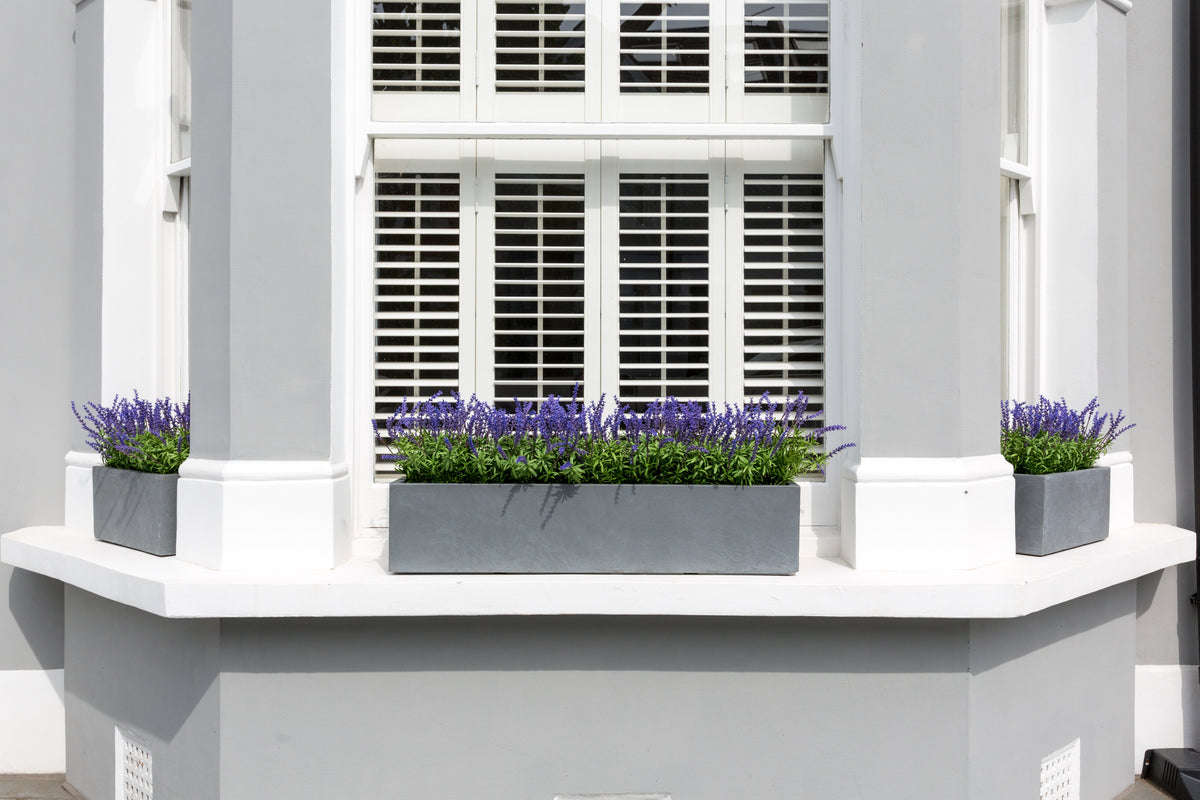 Luscious Lavender - Window Box – unreallandscapes.co.uk